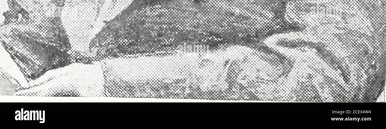 Mr lincoln rose hi-res stock photography and images - Alamy