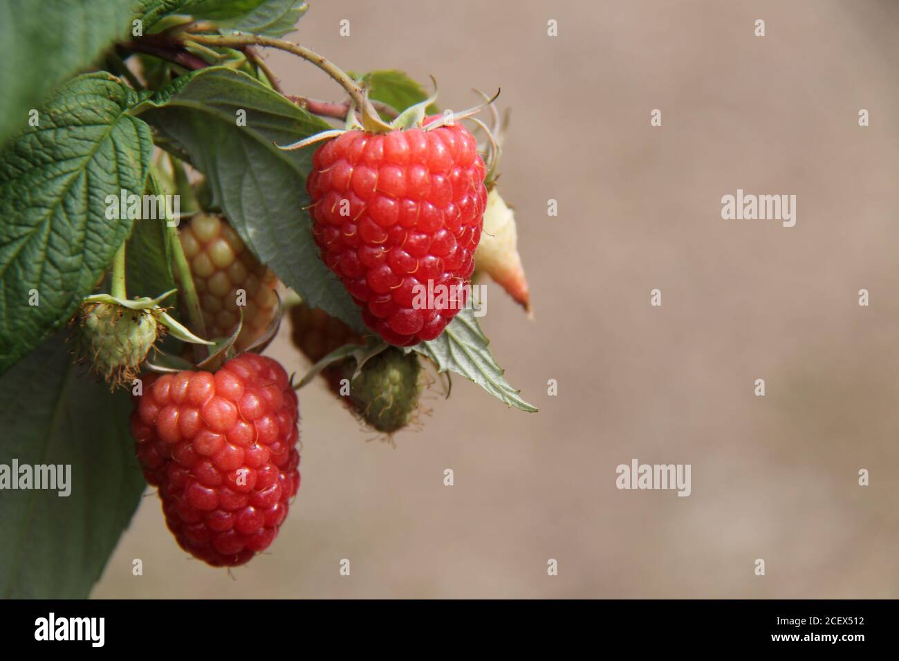 Two Fresh Fruit Red Raspberries Ready for Harvesting Stock Photo - Alamy