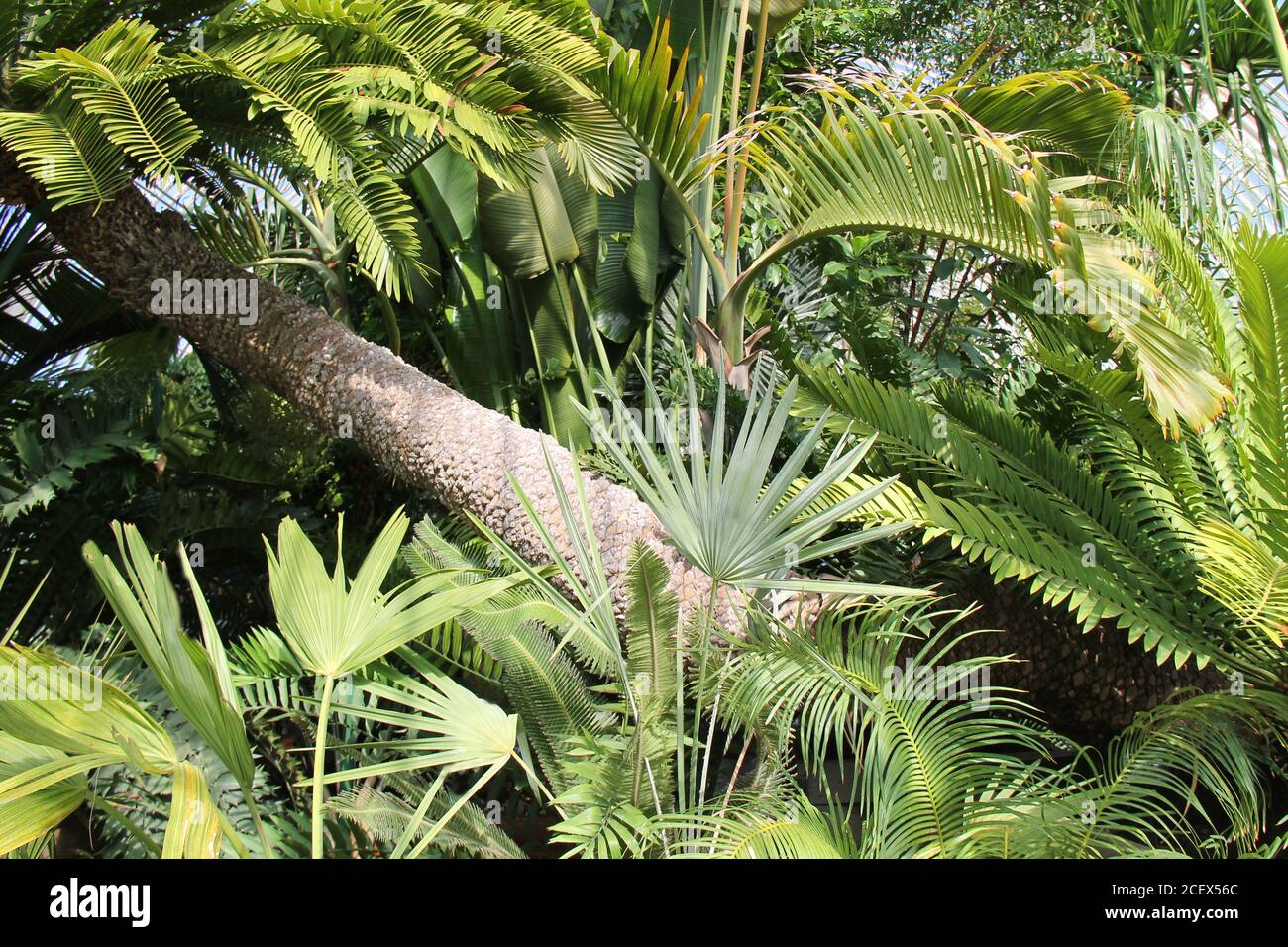 Garden beautiful tropical trees hi-res stock photography and images - Alamy
