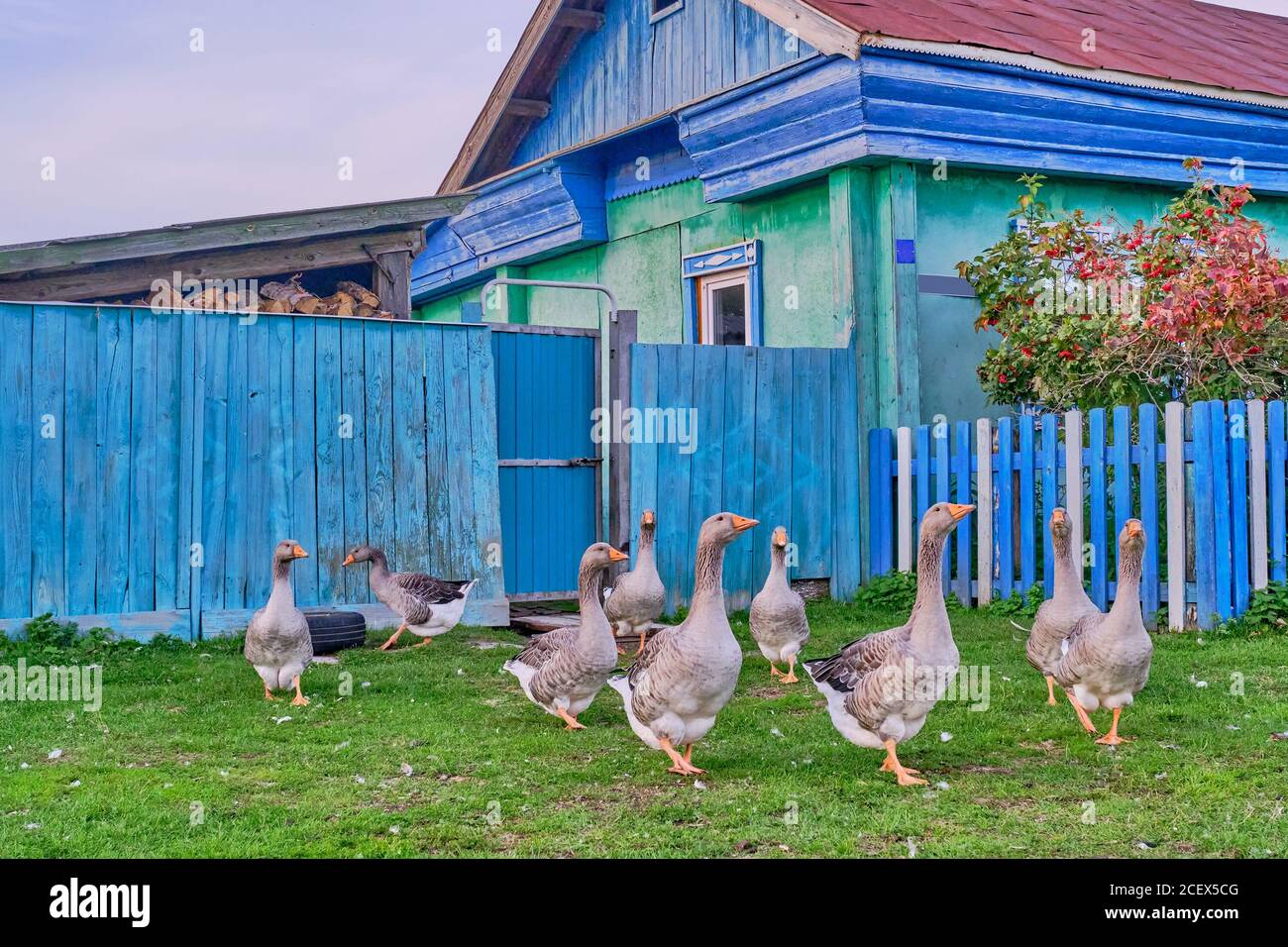 White and motley geese walk near the village house in countryside of ...