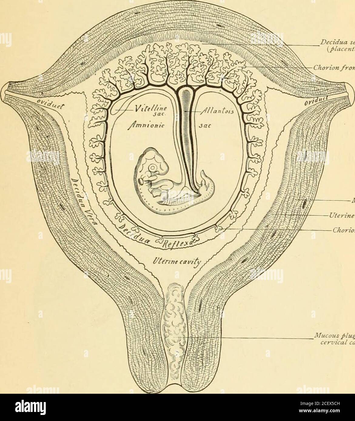 Spongiosum hi-res stock photography and images - Alamy
