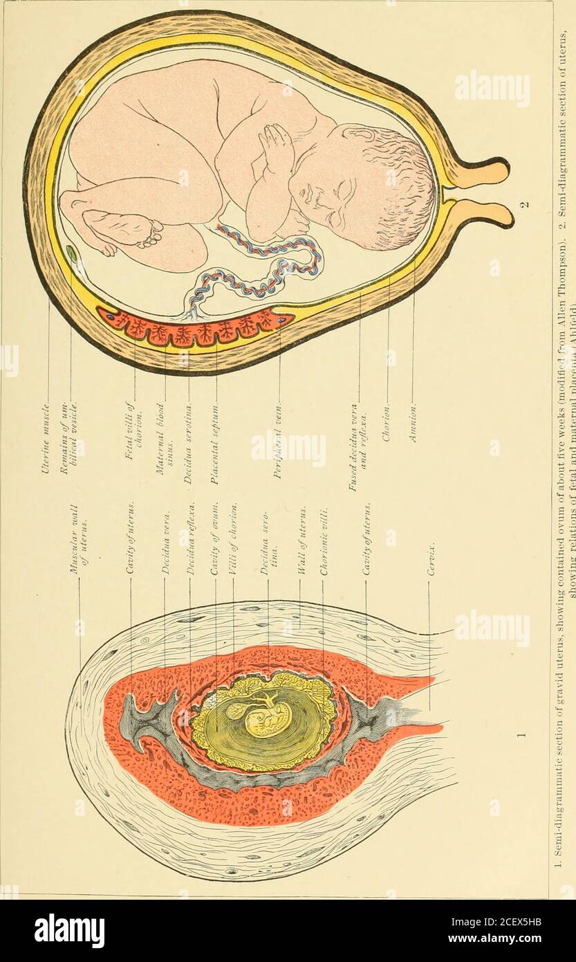 Uterine lining hi-res stock photography and images - Alamy