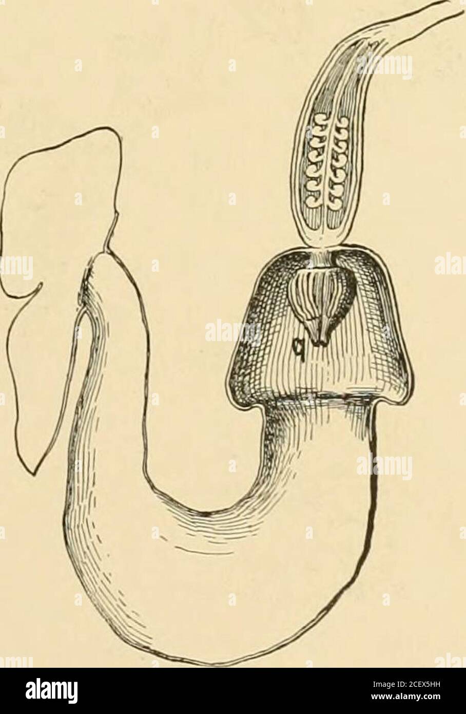 Ridícula hi-res stock photography and images - Alamy