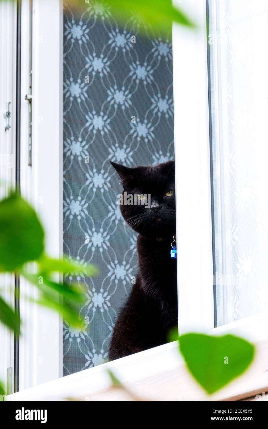 black cat looks out open window of country house Stock Photo - Alamy
