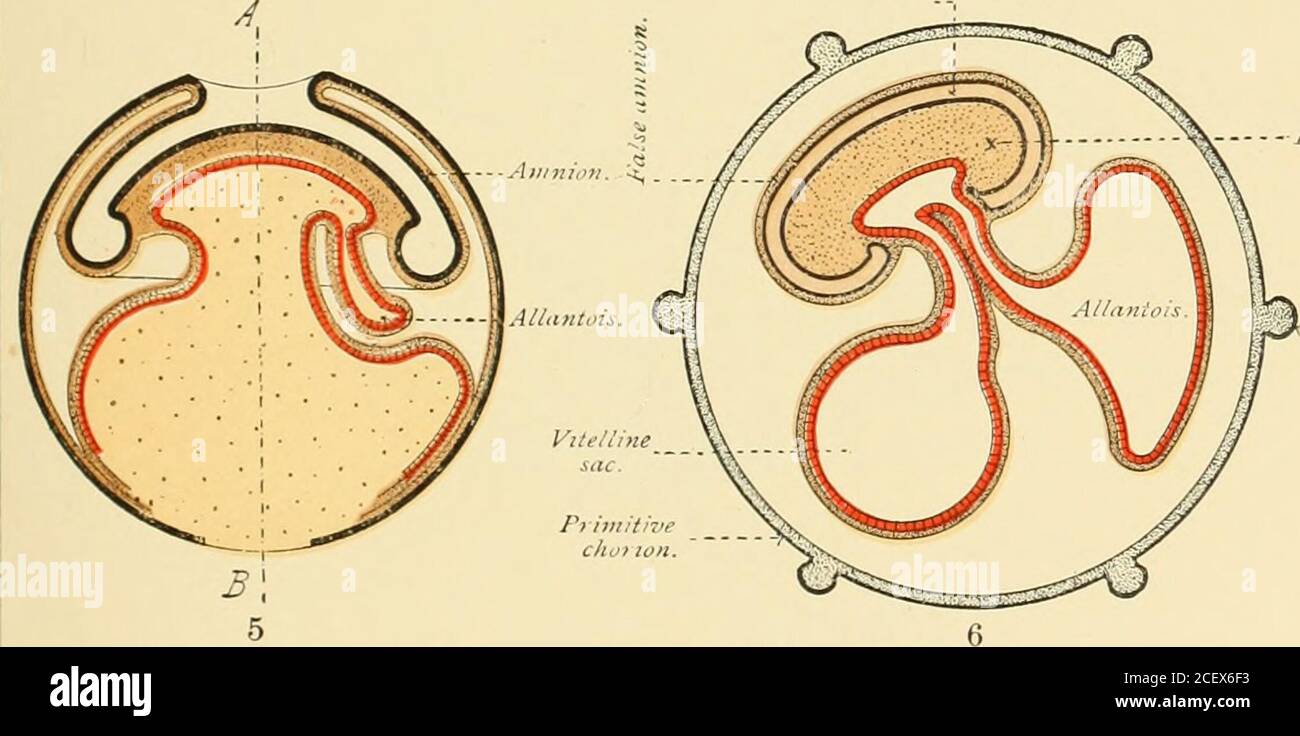 Amnion High Resolution Stock Photography and Images - Alamy