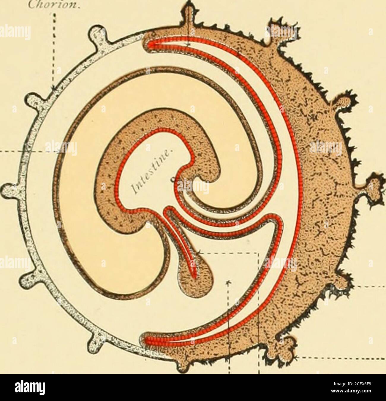 . An American text-book of obstetrics. For practitioners and students ...