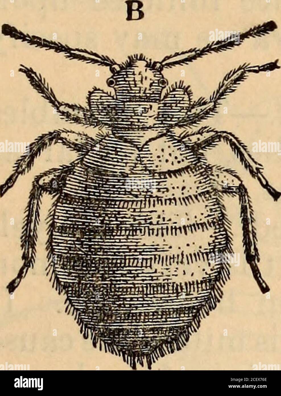 Spiny headed worm hi-res stock photography and images - Alamy