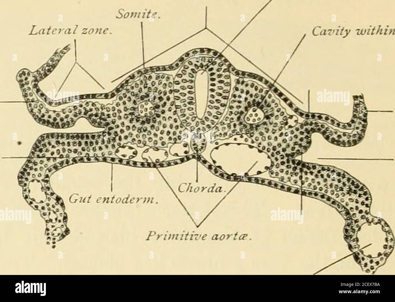 Meso form hi-res stock photography and images - Alamy