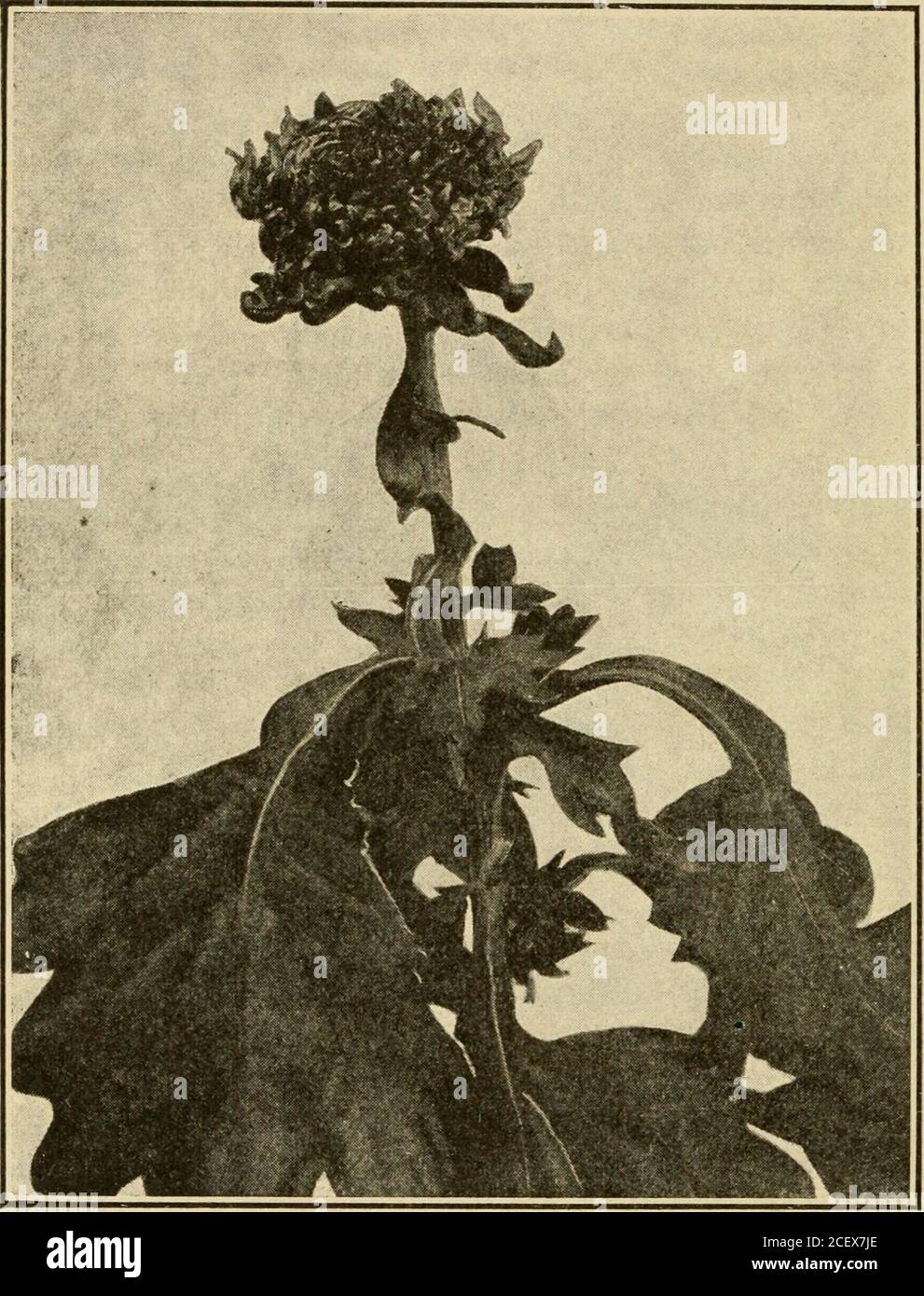 Different stages of bud formation hi-res stock photography and images ...