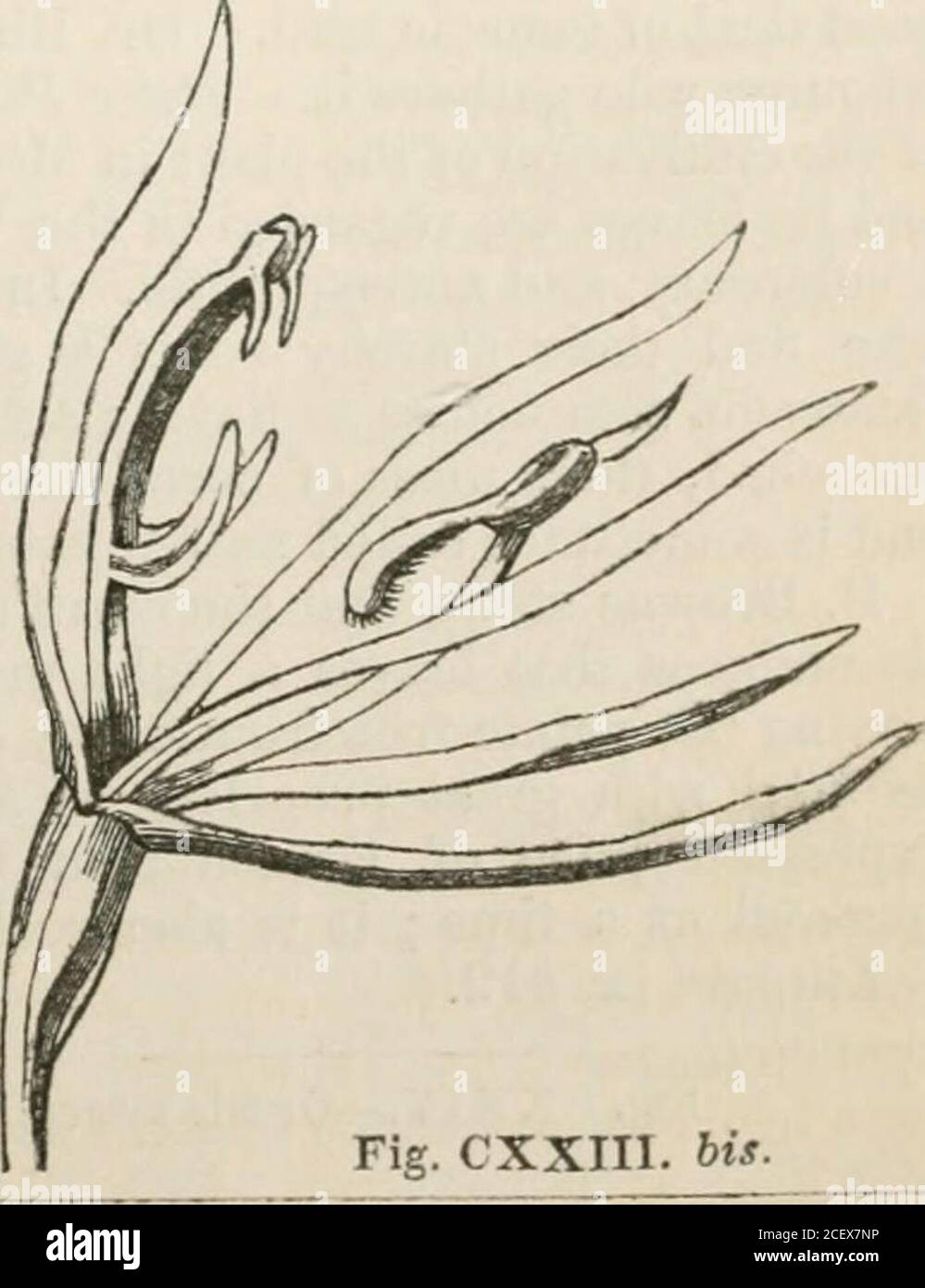 Groves classification system hi-res stock photography and images - Alamy