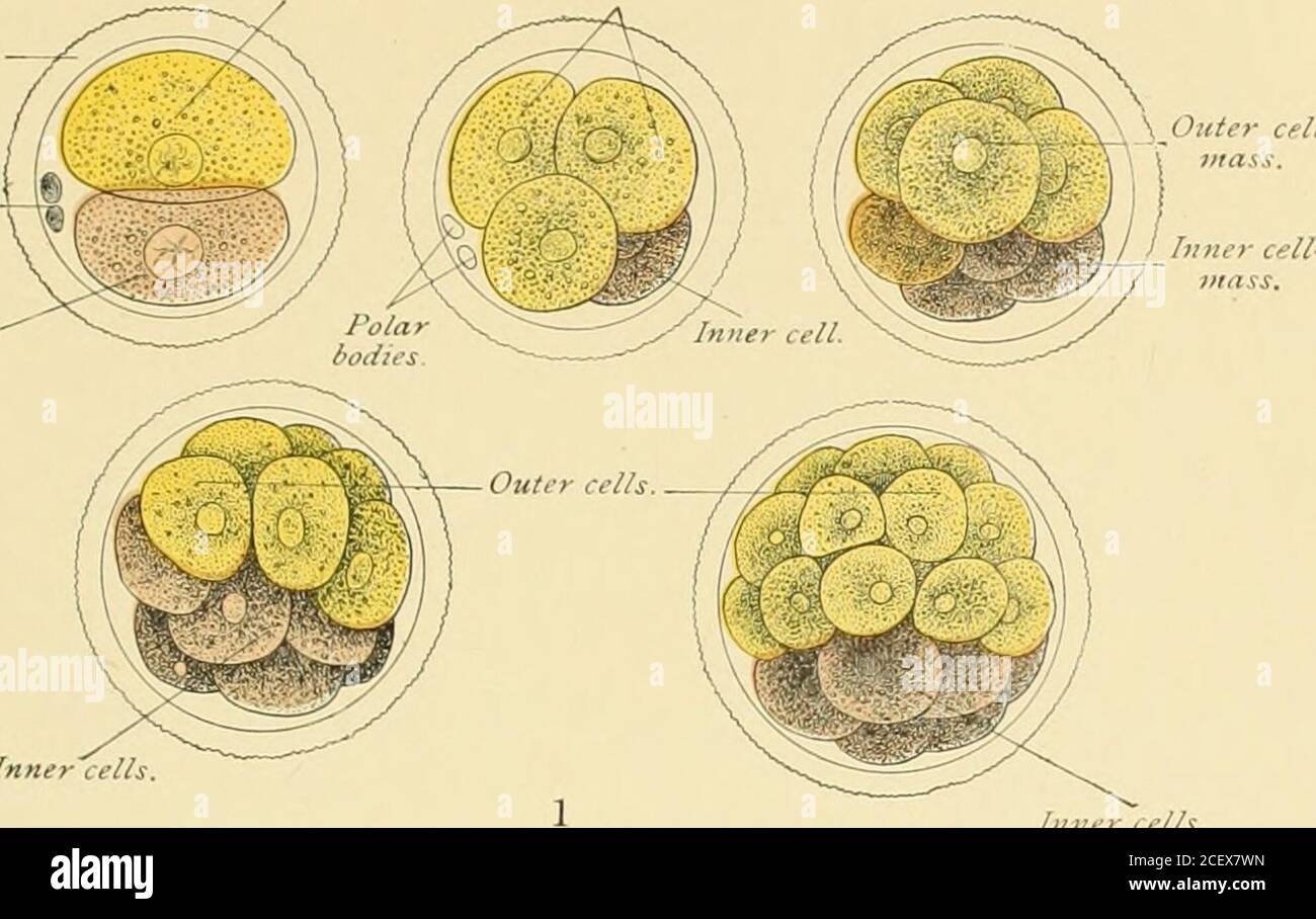 . An American text-book of obstetrics. For practitioners and students ...