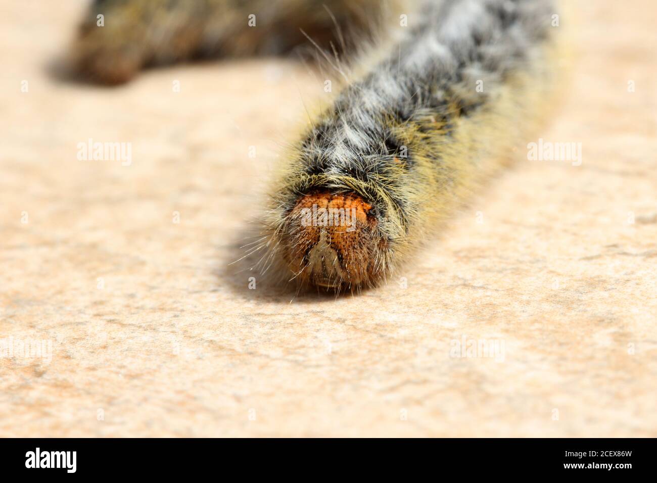 Eichenspinner raupe hi-res stock photography and images - Alamy