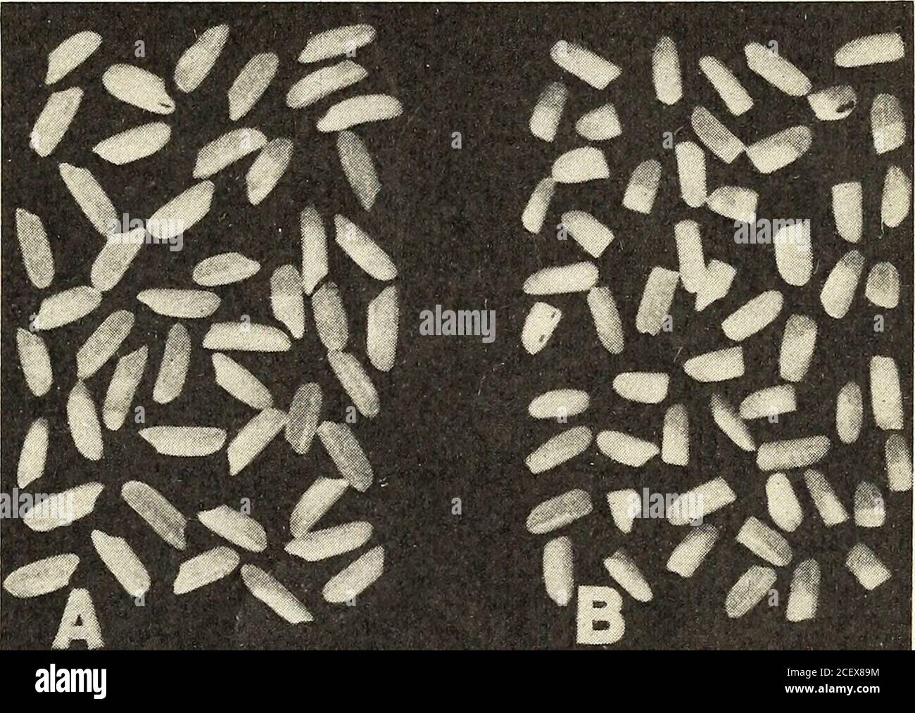 . Importance and character of the milled rice imported into the United ...