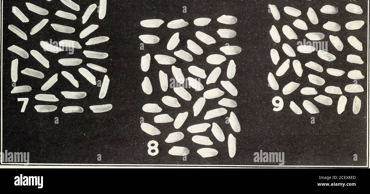 Patna rice hi-res stock photography and images - Alamy
