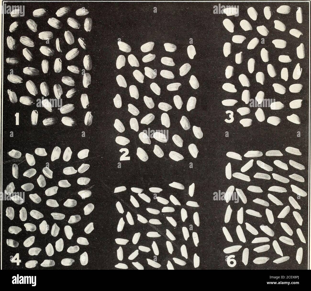 . Importance and character of the milled rice imported into the United ...