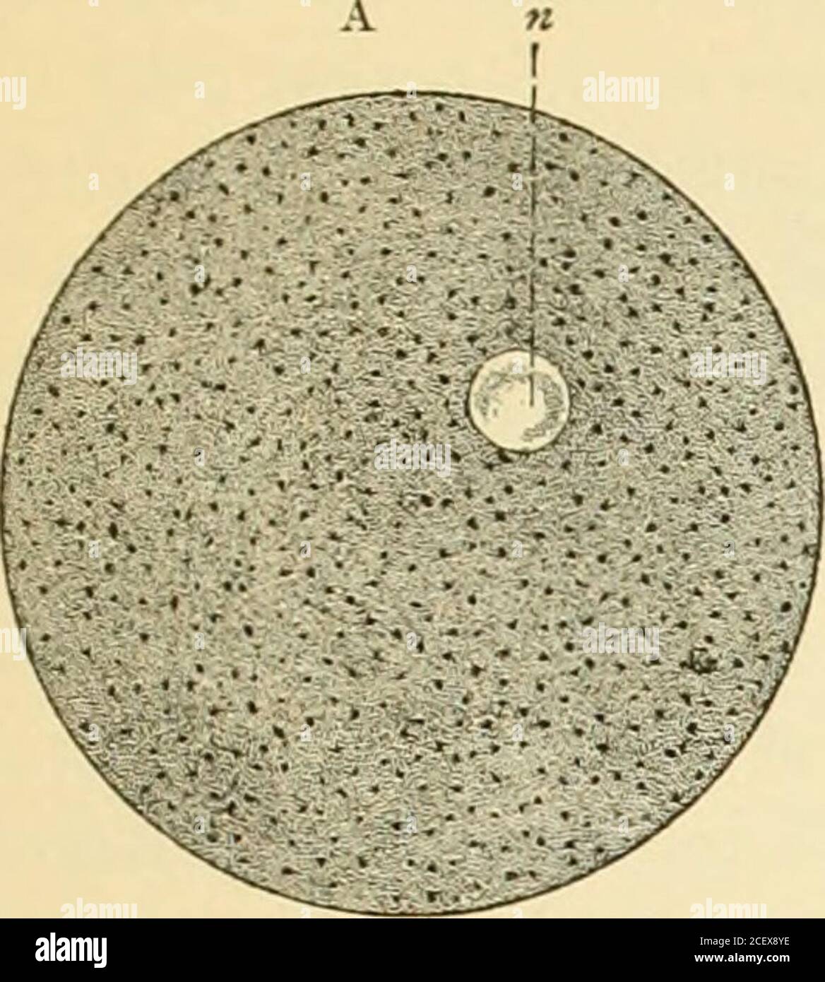 . An American text-book of obstetrics. For practitioners and students ...