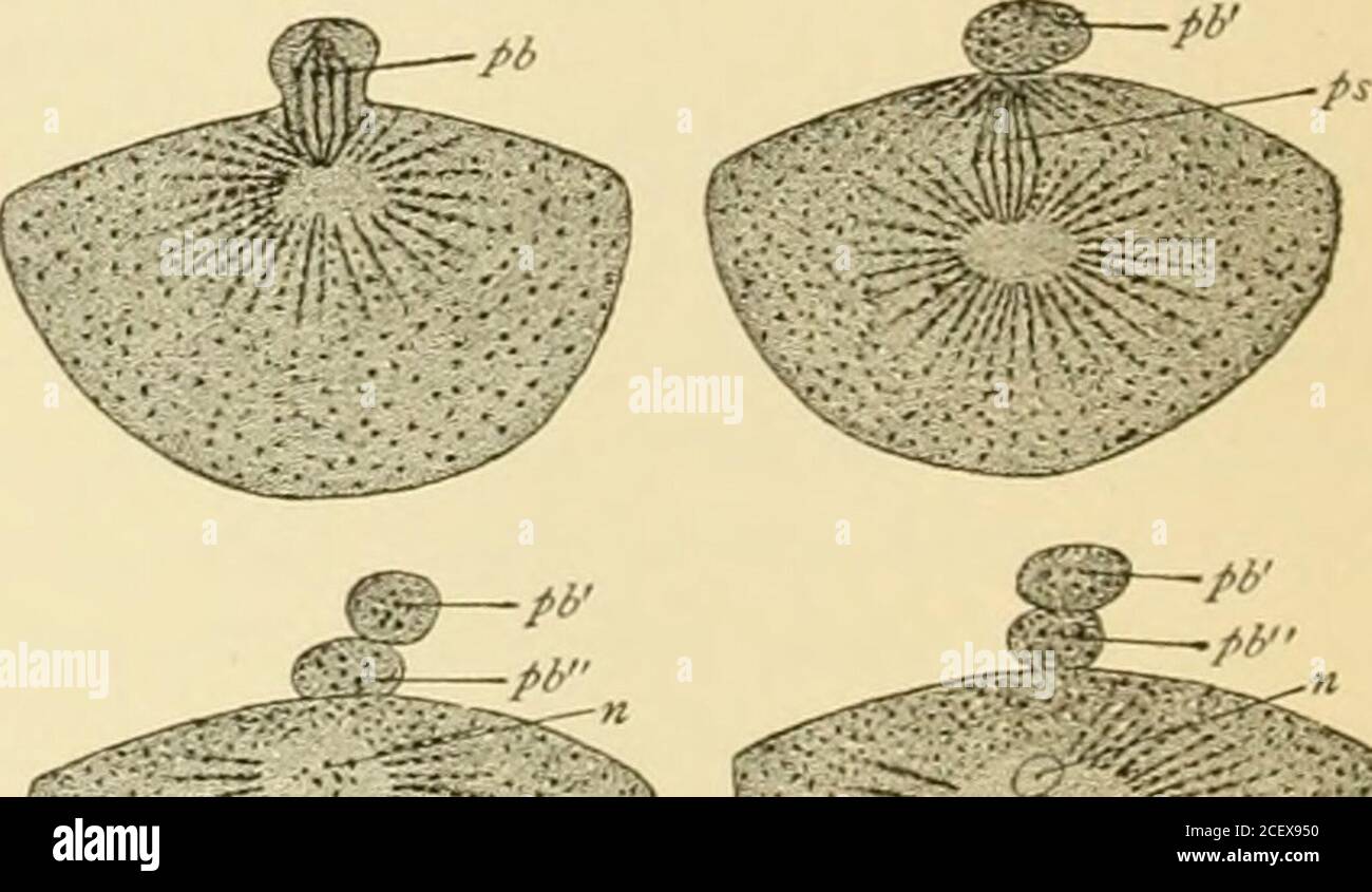 . An American text-book of obstetrics. For practitioners and students ...