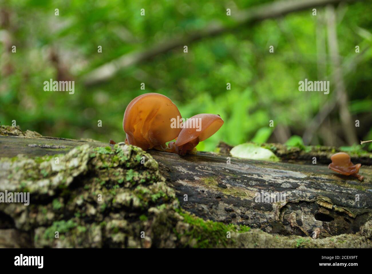 Jew’s ear fungus growing on a fallen tree in the woods Stock Photo - Alamy
