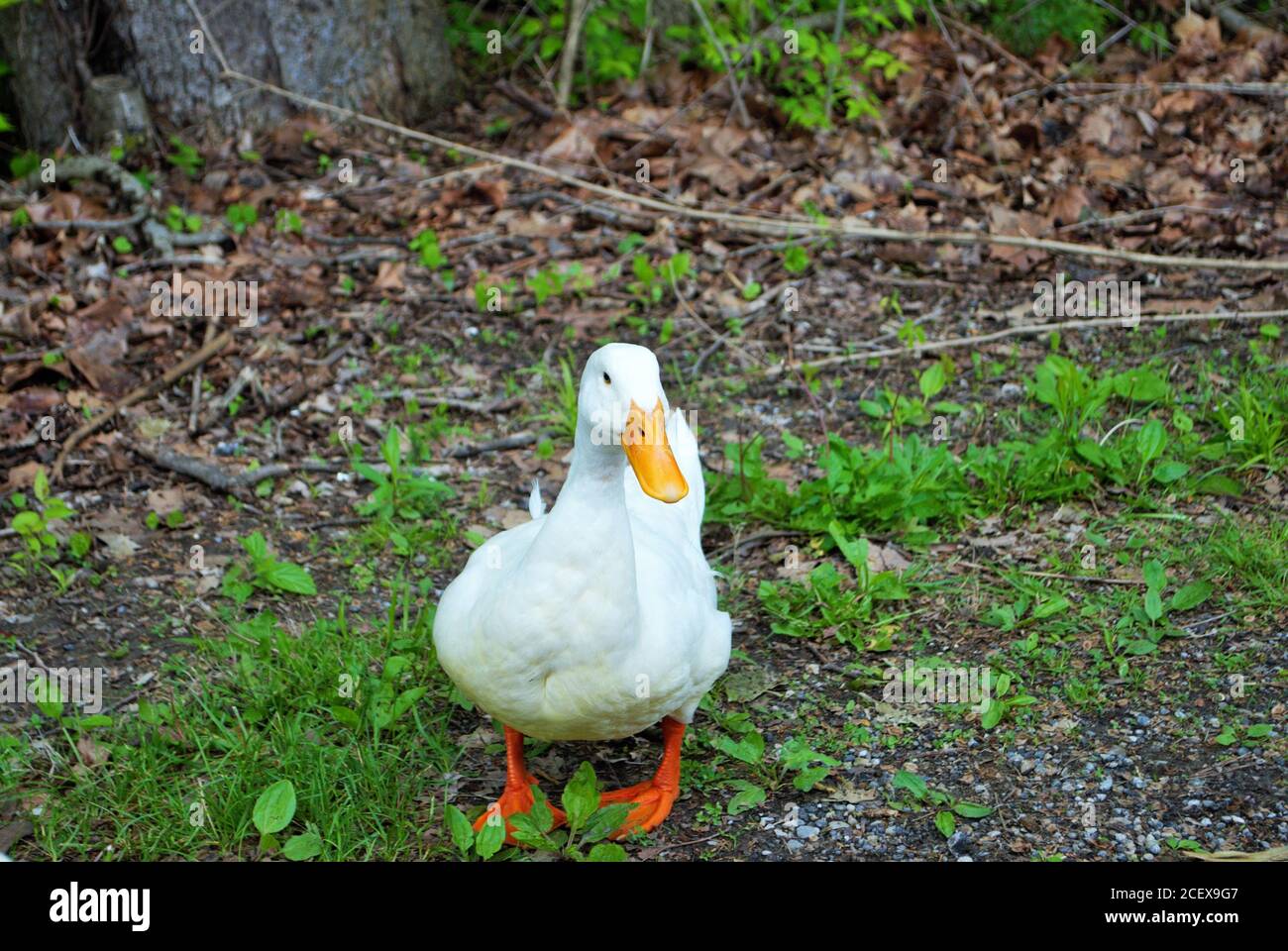 White duck walking hi-res stock photography and images - Alamy