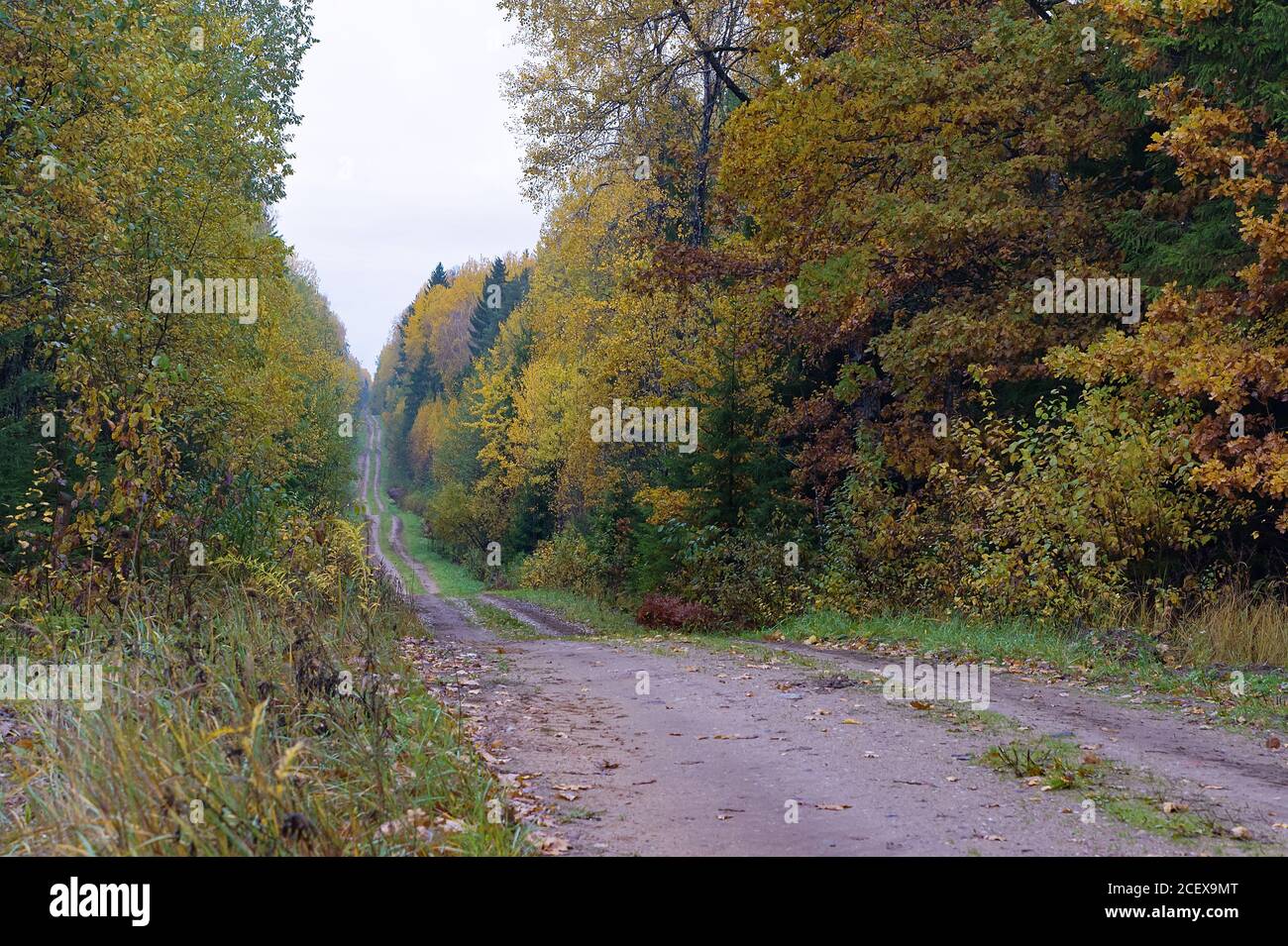 Long forest grass hi-res stock photography and images - Alamy