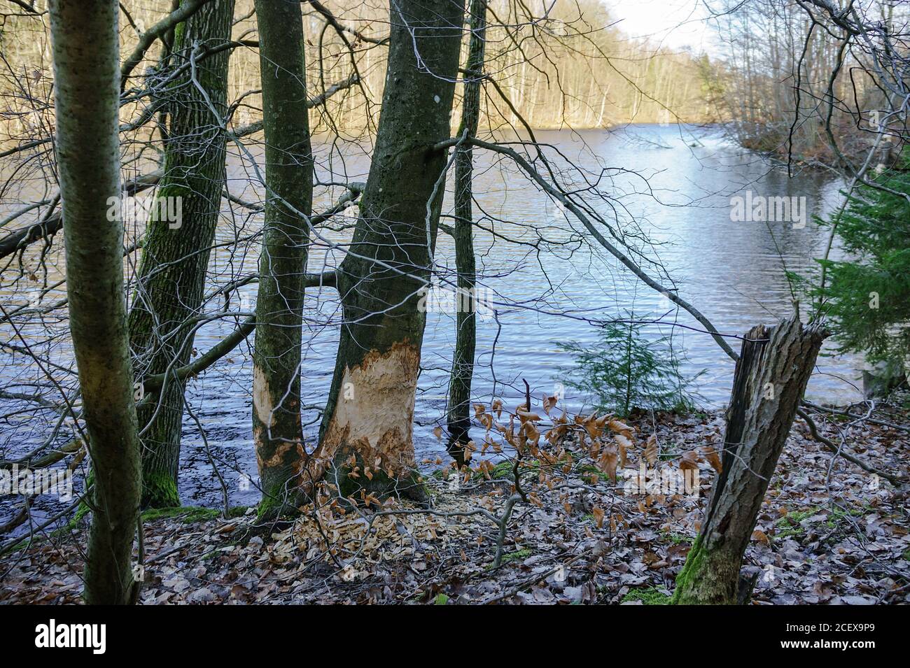 beavers gnawed trees in the forest, trees on the shore of the reservoir ...