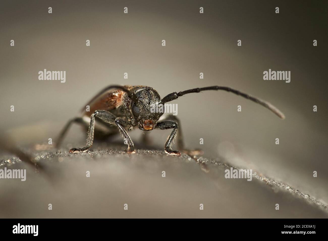Bug with long proboscis hi-res stock photography and images - Alamy
