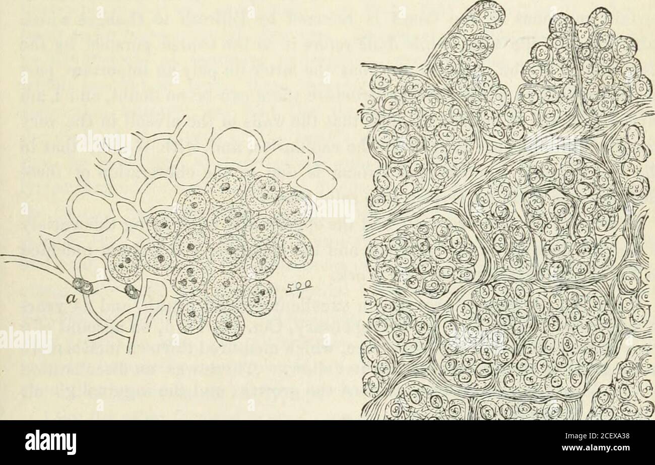 Nodal tissue hi-res stock photography and images - Alamy