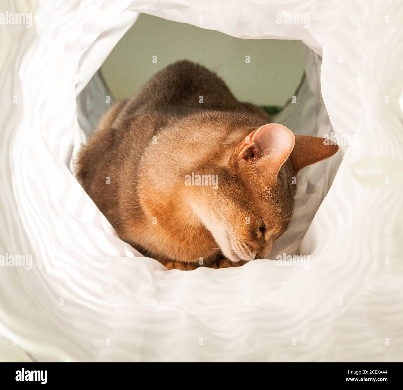 Abyssinian cat. Close up portrait of blue abyssinian female cat ...