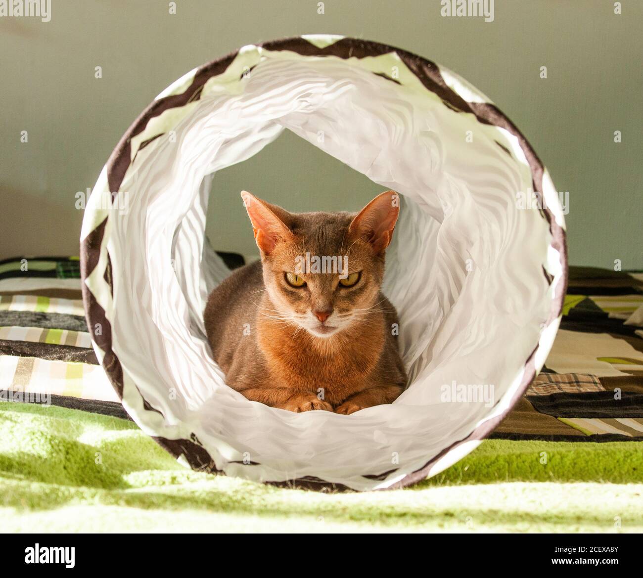 Abyssinian cat. Close up portrait of blue abyssinian female cat ...