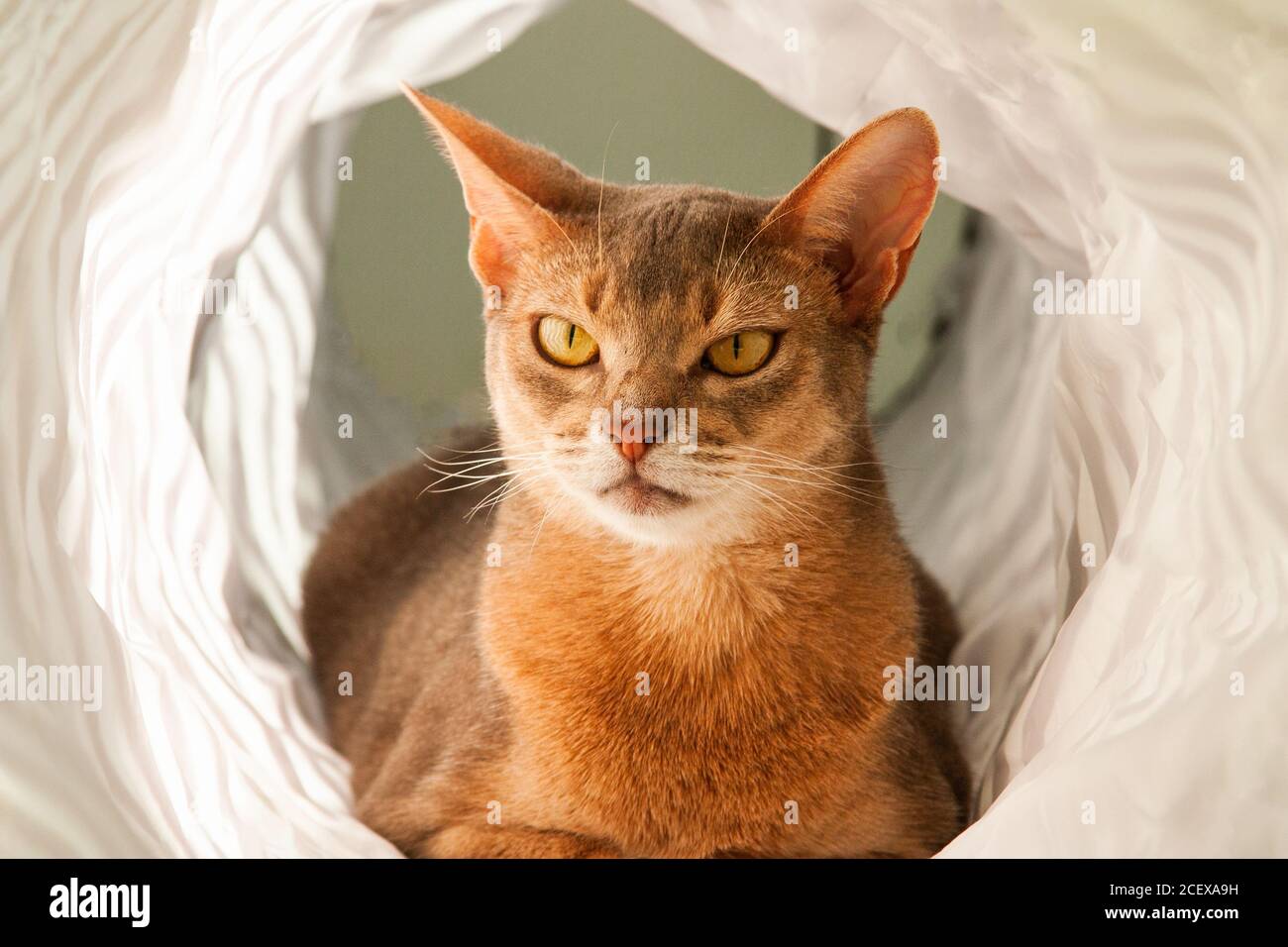 Abyssinian cat. Close up portrait of blue abyssinian female cat ...