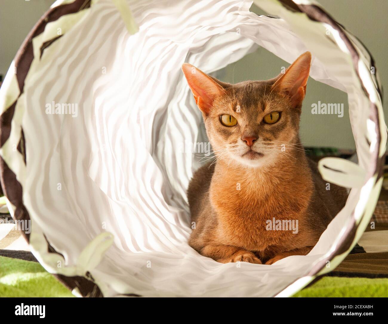 Abyssinian cat. Close up portrait of blue abyssinian female cat ...