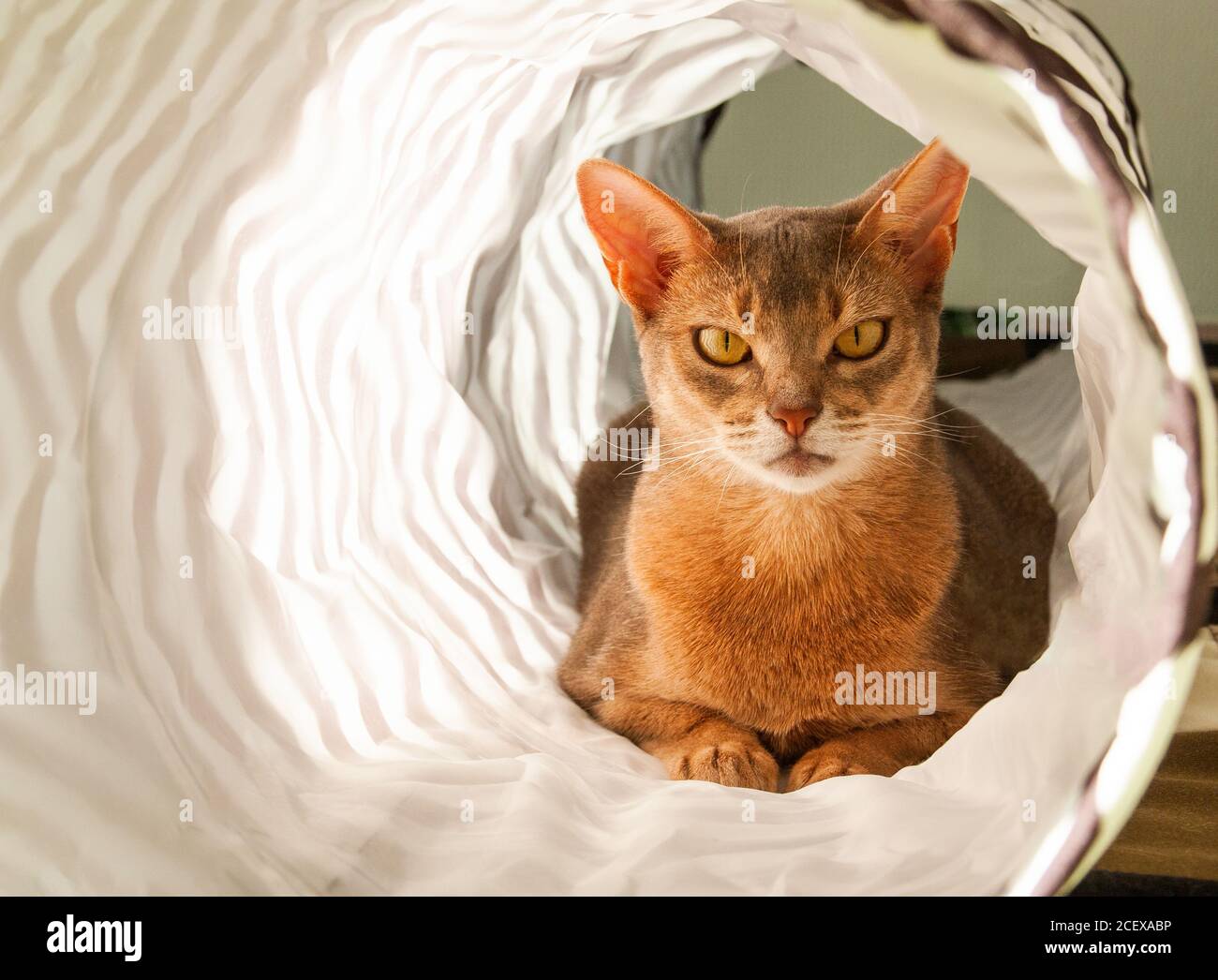 Abyssinian cat. Close up portrait of blue abyssinian female cat ...