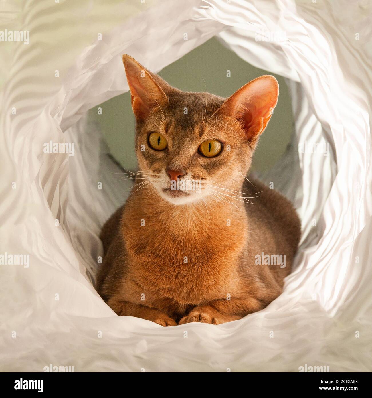 Abyssinian cat. Close up portrait of blue abyssinian female cat ...