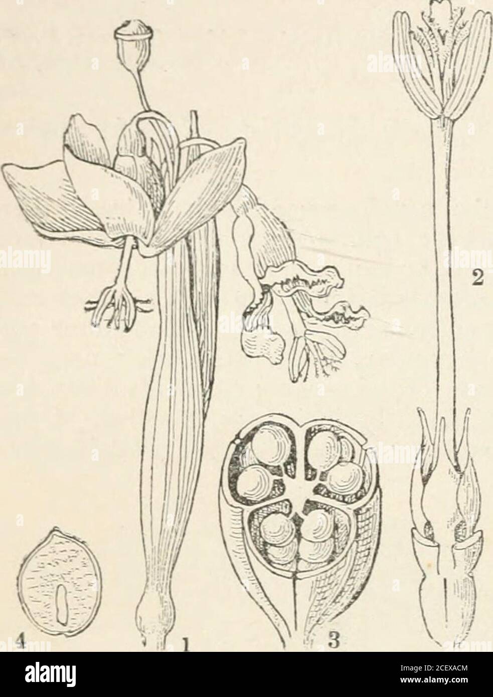 . The vegetable kingdom : or, The structure, classification, and uses ...
