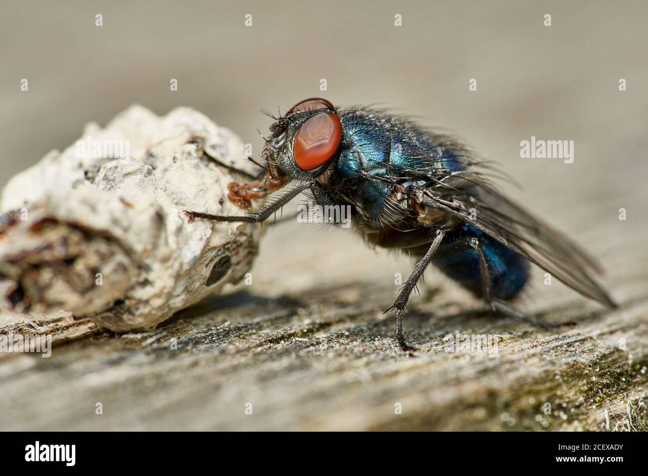 detailed close-up macro of a shiny blue fly working on wooden surface ...