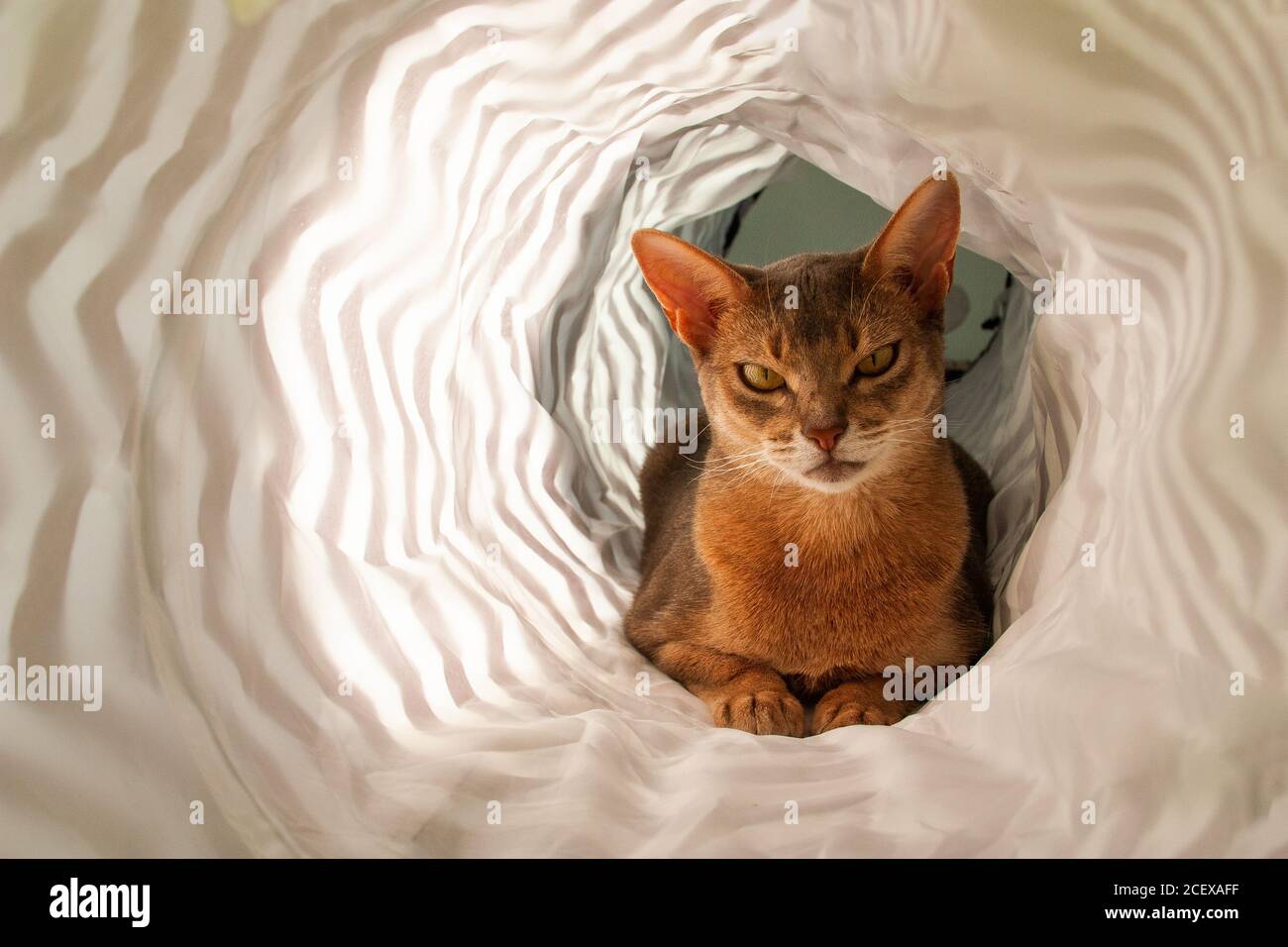Abyssinian cat. Close up portrait of blue abyssinian female cat ...