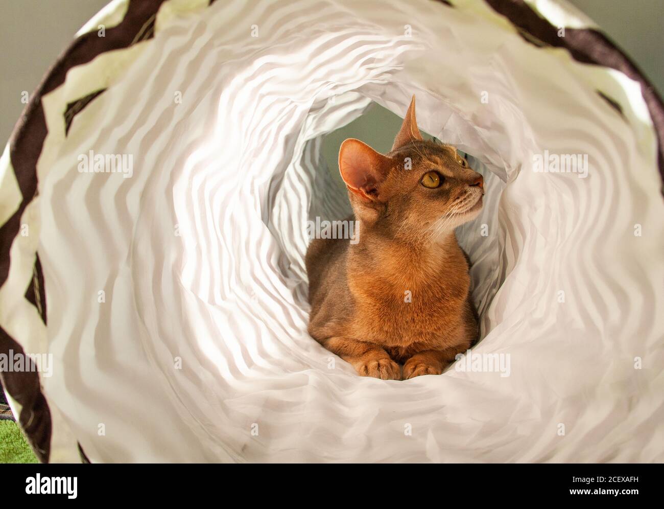 Abyssinian cat. Close up portrait of blue abyssinian female cat ...