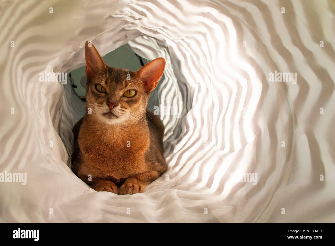 Abyssinian cat. Close up portrait of blue abyssinian female cat ...