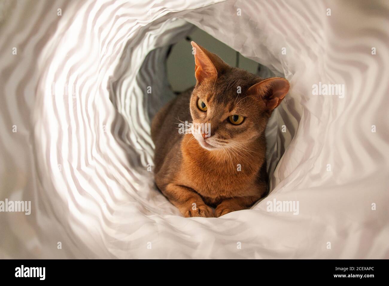 Abyssinian cat. Close up portrait of blue abyssinian female cat ...