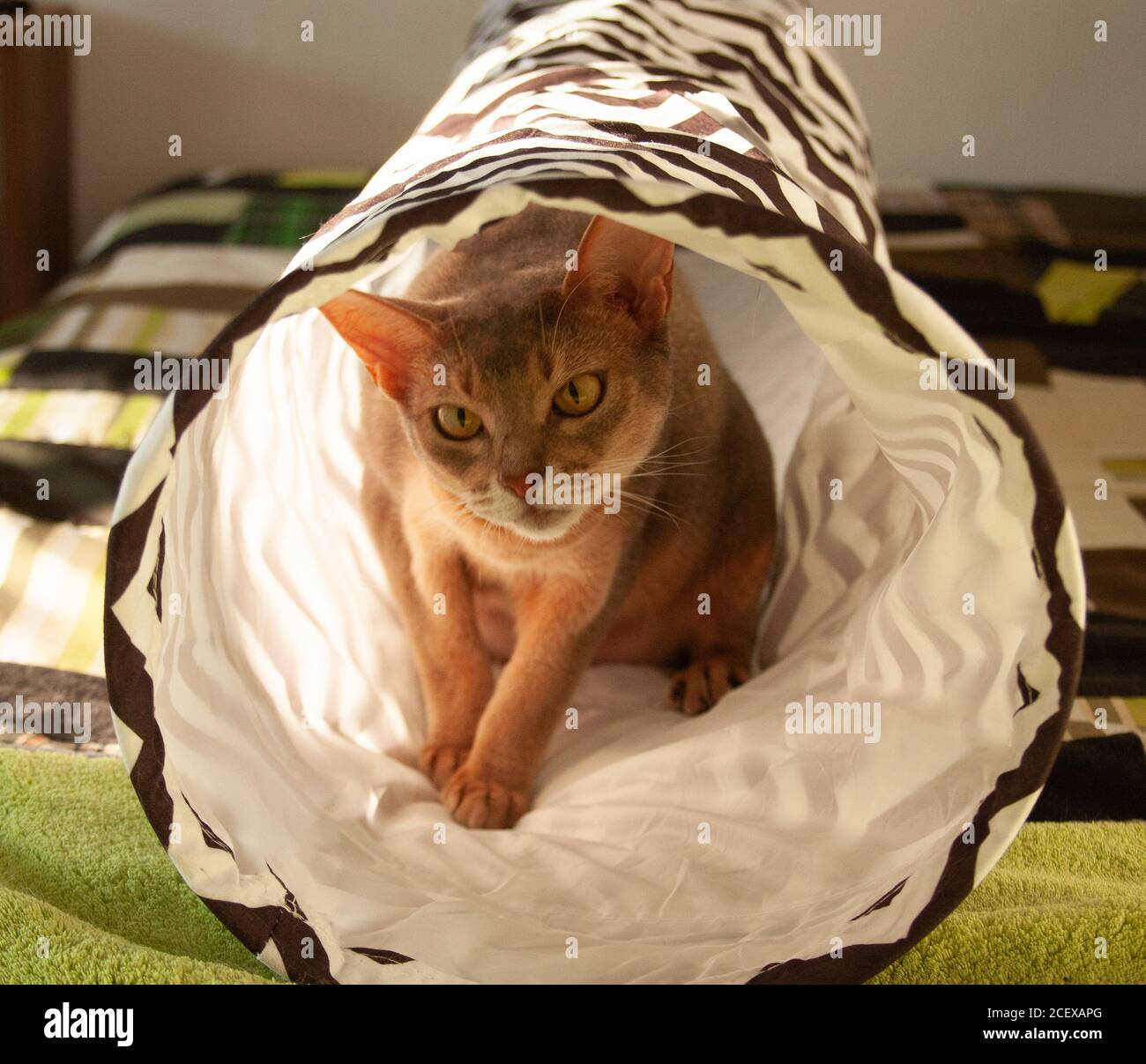 Abyssinian cat. Close up portrait of blue abyssinian female cat ...