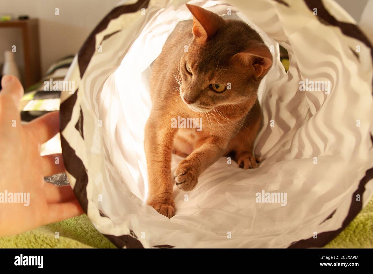 Abyssinian cat playing with human hand at home. Close up portrait of ...