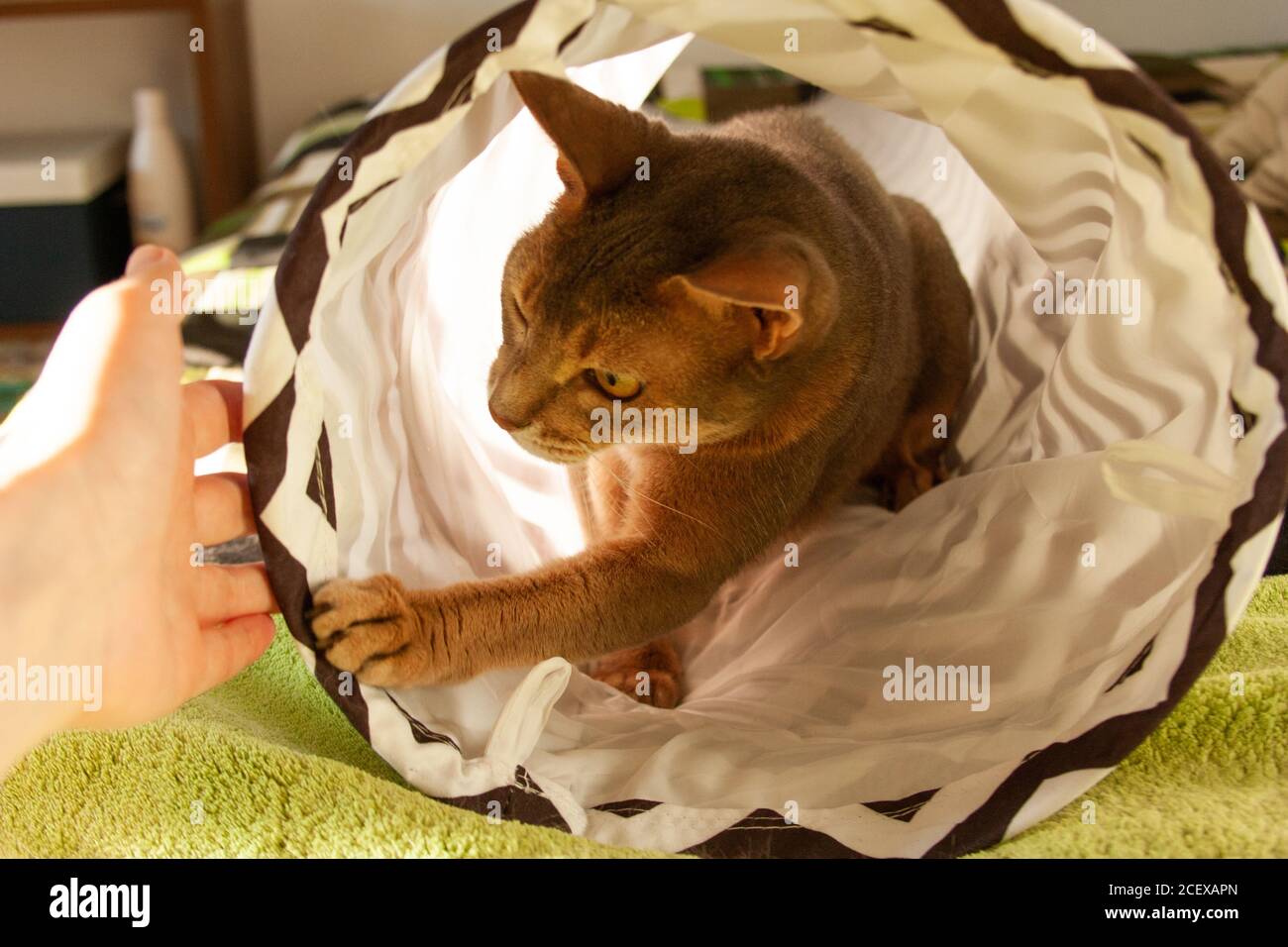 Abyssinian cat playing with human hand at home. Close up portrait of ...