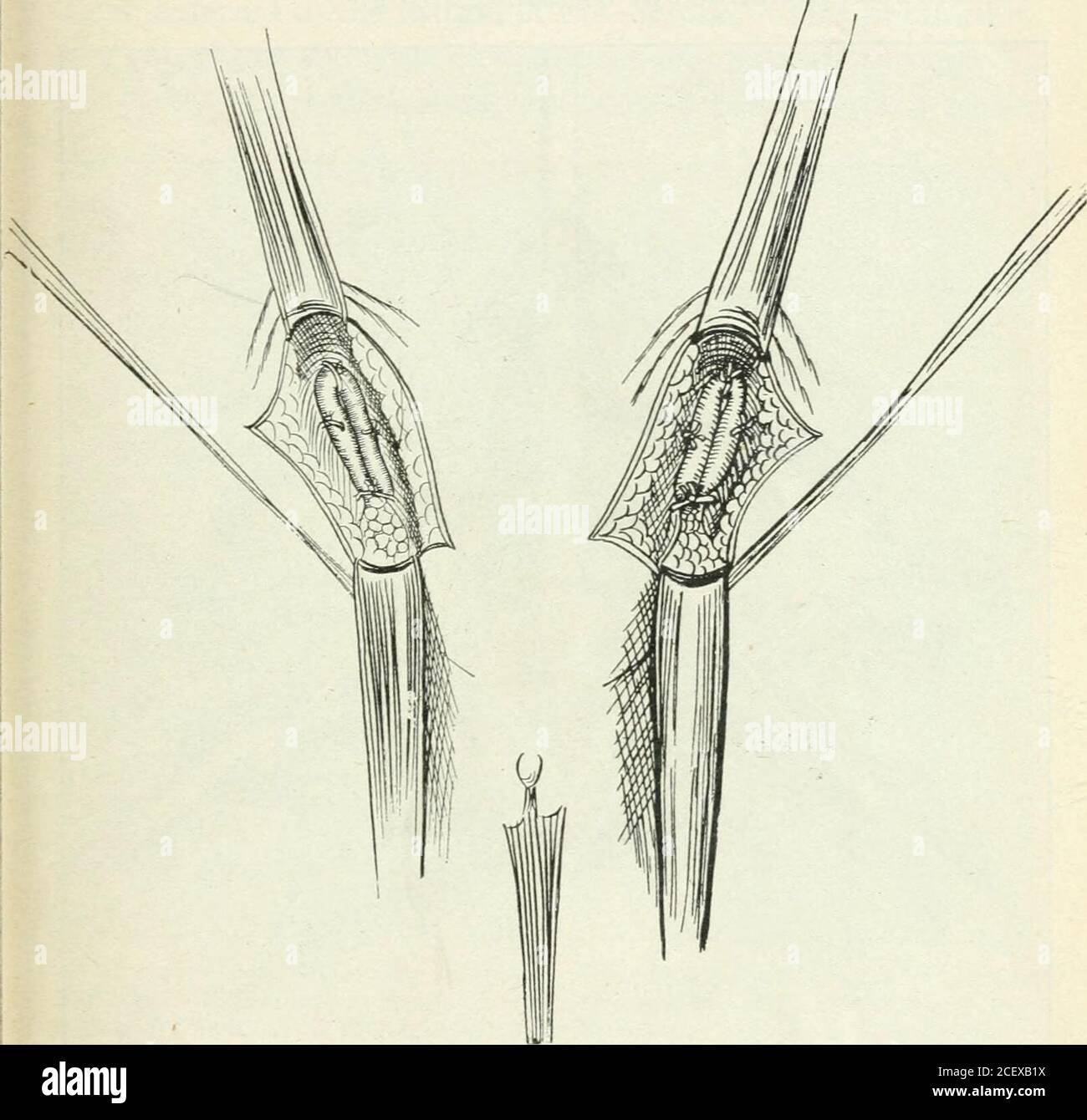 . A manual of gynæcology and pelvic surgery, for students and ...