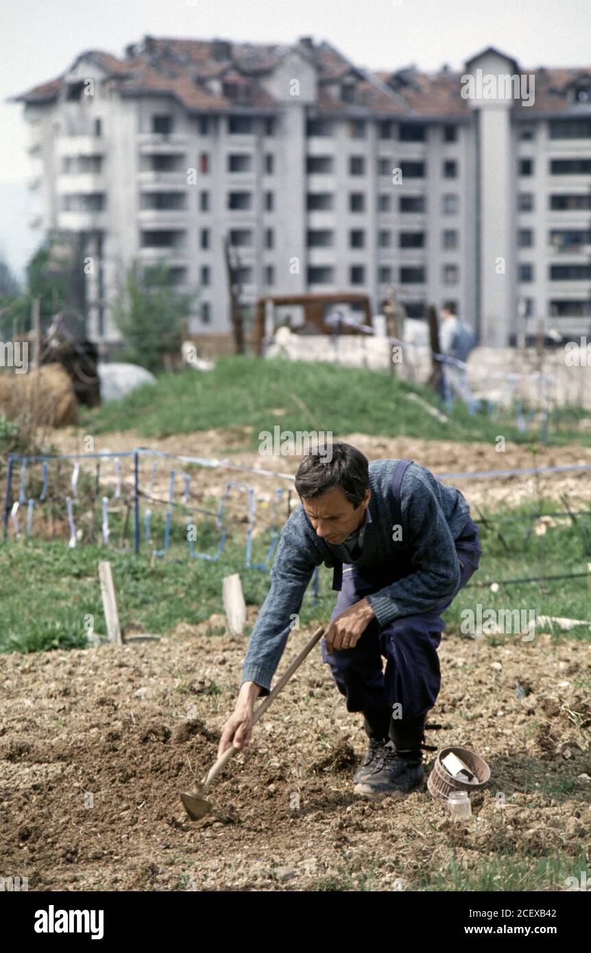 27th April 1994 During the Siege of Sarajevo: a man works the soil as ...