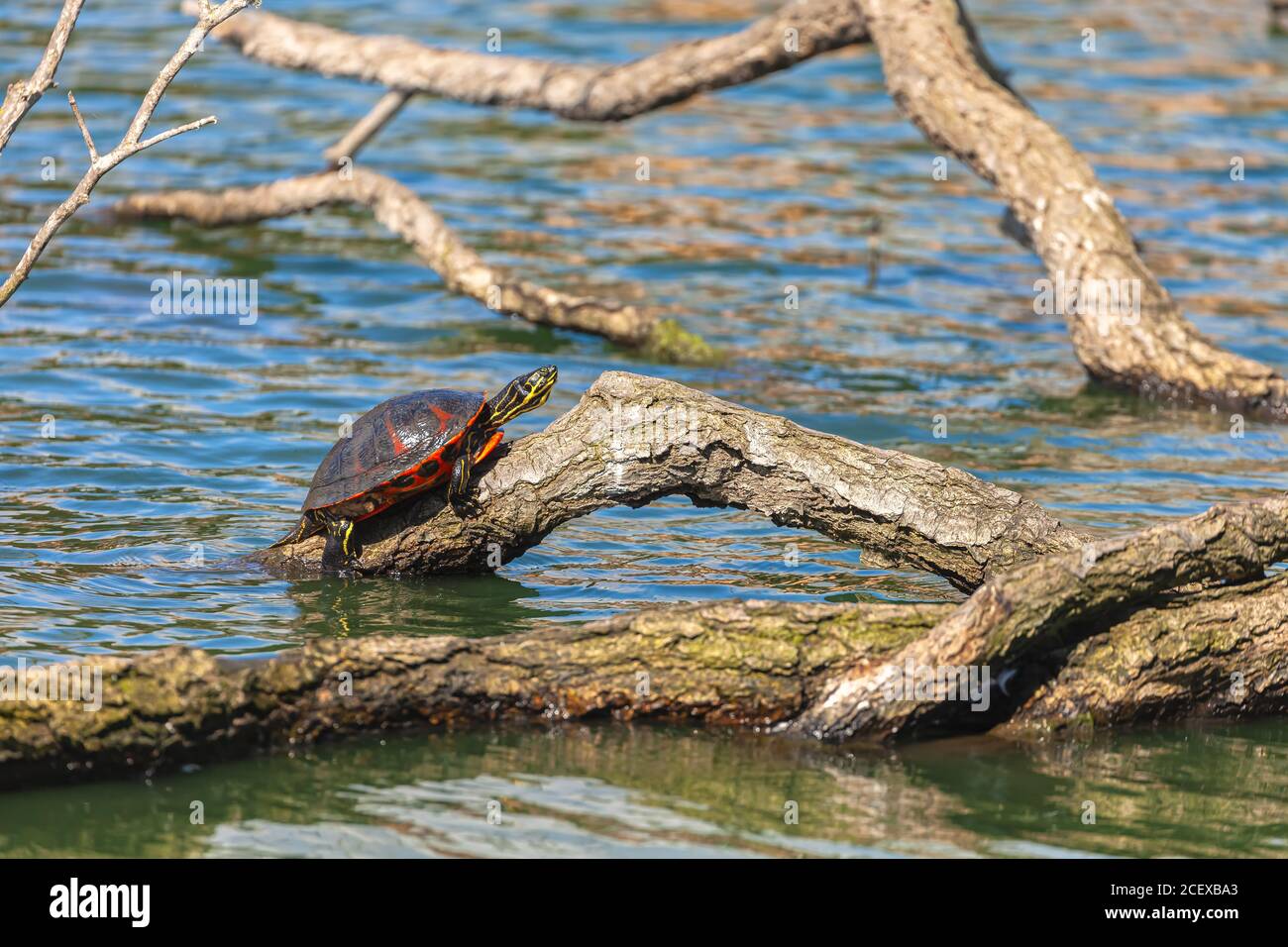 Red-eared Slider, Trachemys scripta ssp. elegans, is sunbathing on a ...