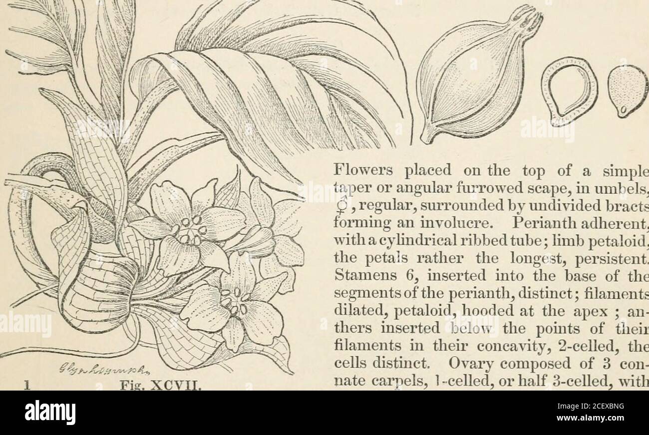 Tuberous root structure hi-res stock photography and images - Alamy