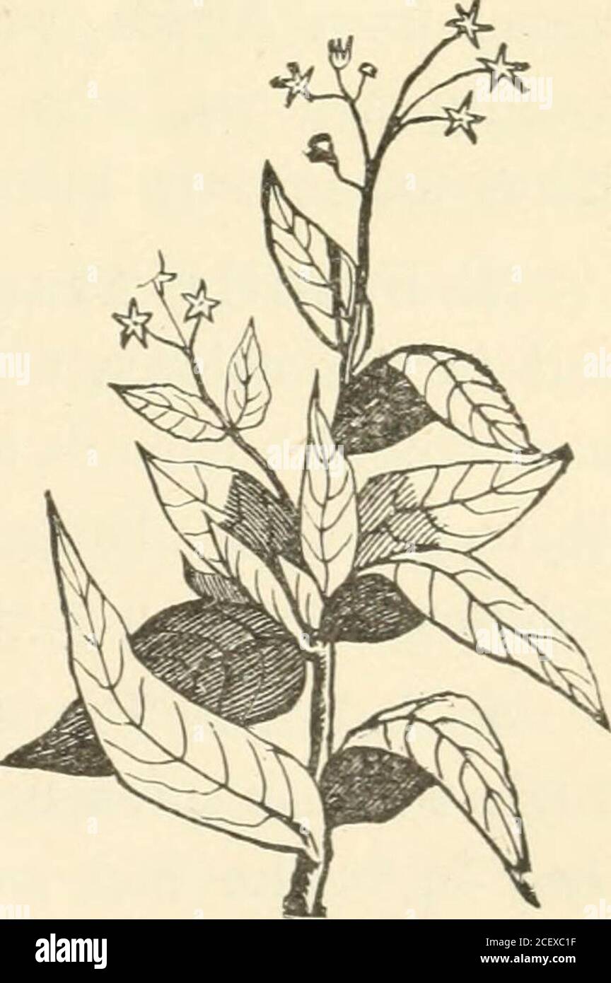 Cultivation of tobacco at jamestown hi-res stock photography and images ...