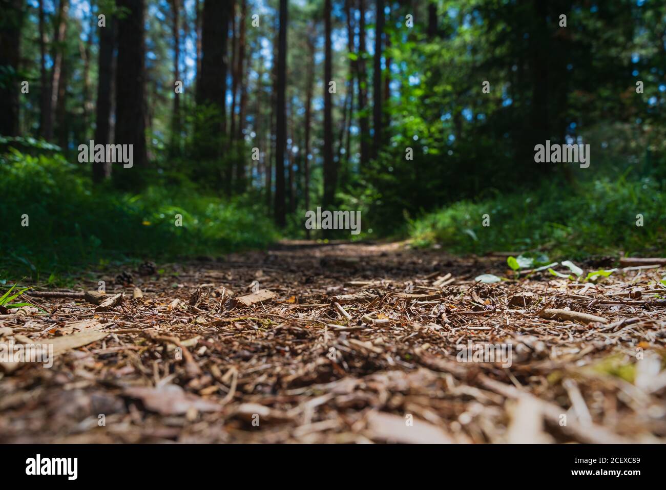 Selective focus on forest floor with blurred sunny path through alpine ...