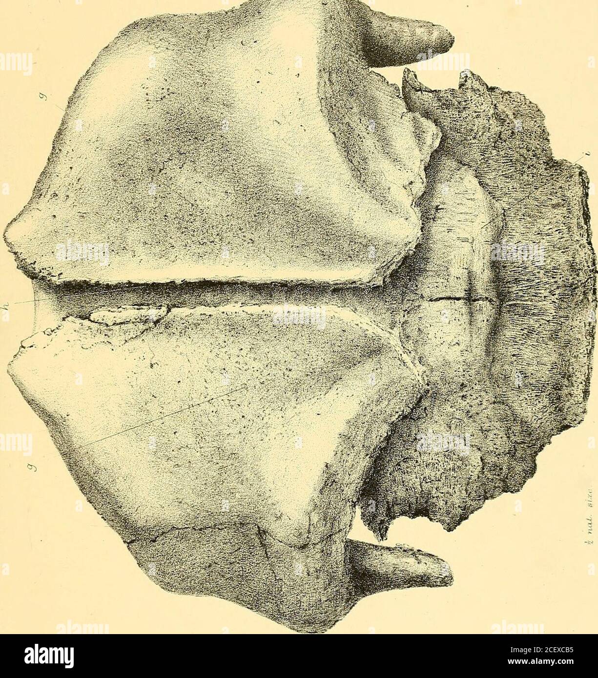 . A monograph of the British pleistocene mammalia. -??^i ?s. o. > PLATE ...