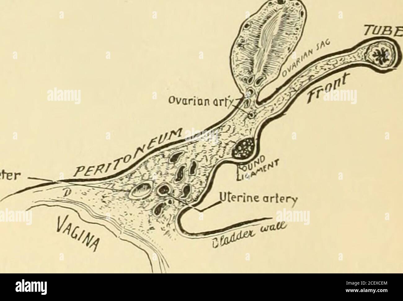 Inferior vesical hi-res stock photography and images - Alamy